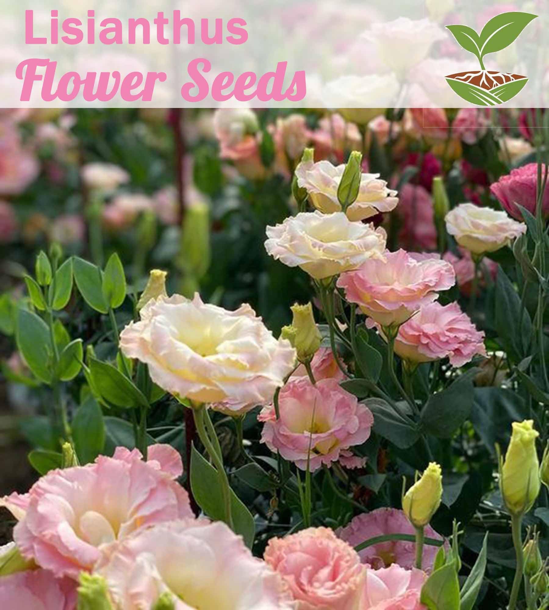 50 Double Flowed Lisianthus Seeds (Eustoma grandiflorum)- Cut Flower Seeds Lisianthus Seeds