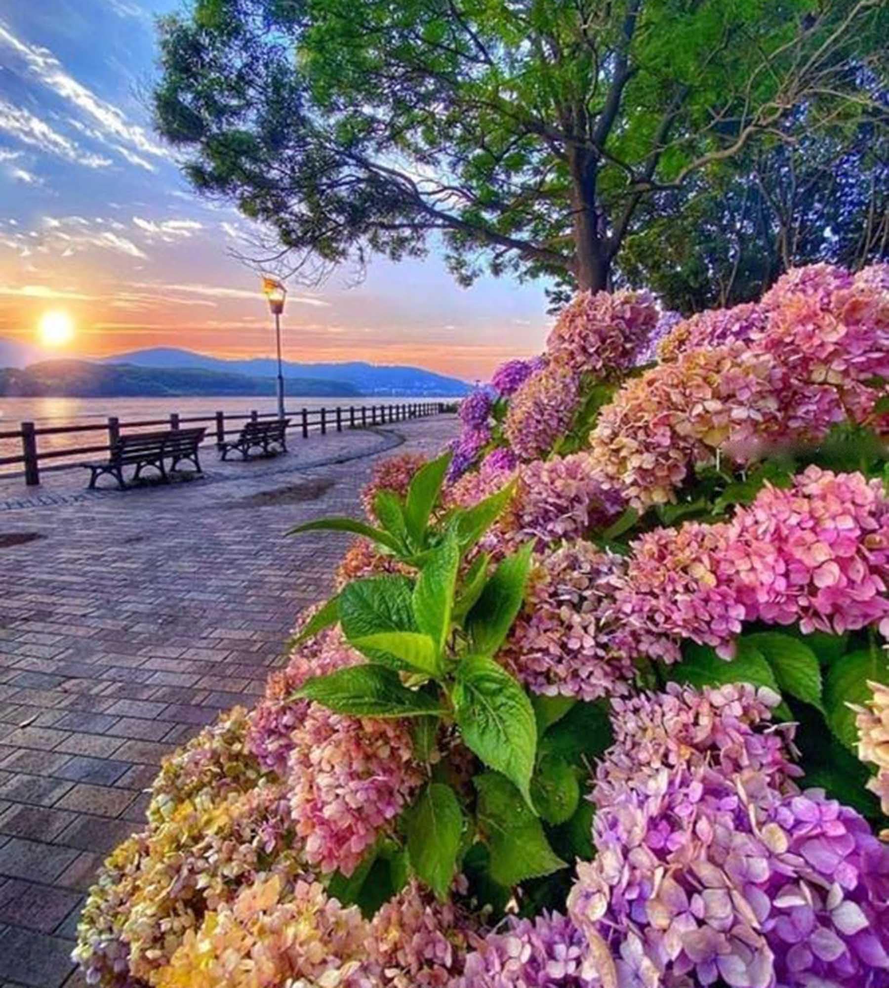 60 Pcs Hydrangea Seeds for Planting Mixed Color - Hydrangea Macrophylla Giant Snowball Hydrangea Fast Growing Shrub Seeds
