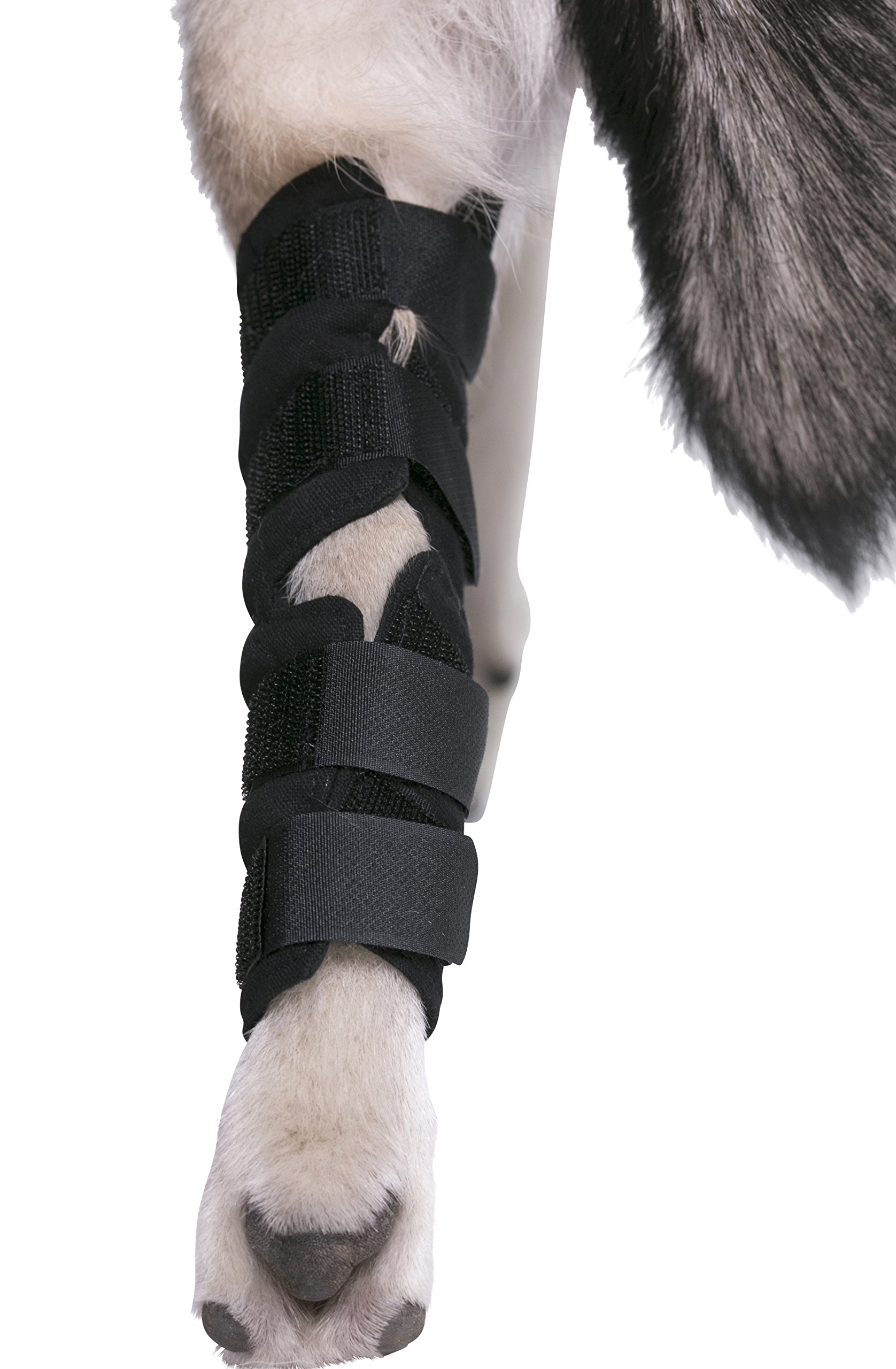 AGON® Dog Leg Braces for Back Leg wrap hock Compression Protects Wounds and Helps heal hind Legs Rear Ankle Joint, preventing Injuries, sprains Providing Stability for Dogs, Canines Arthritis (Small)