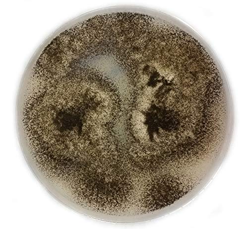 EZ BioResearch Potato Dextrose Agar (PDA) Plates for Mushroom Cultivation (10 Prepoured Agar Plates)