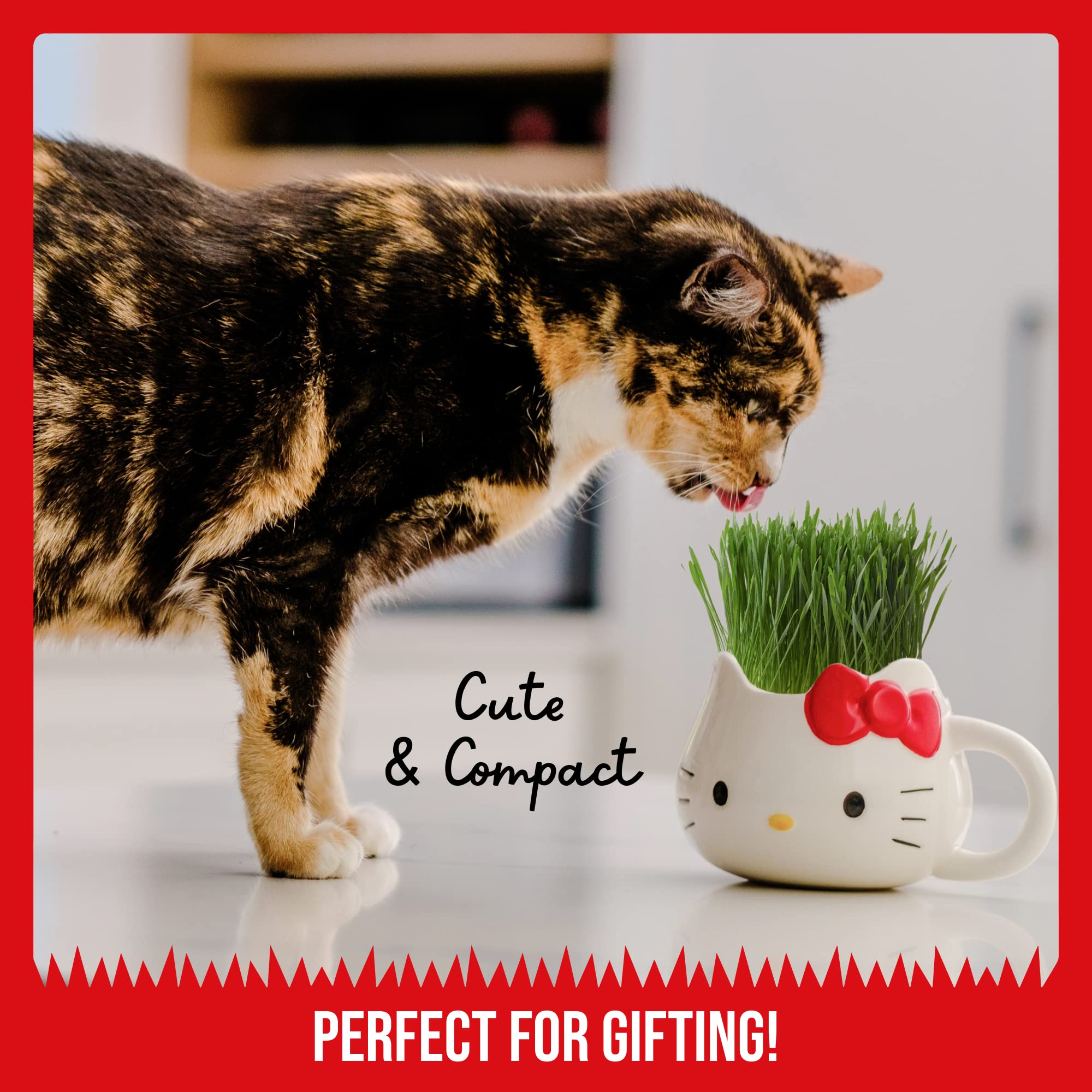 The Cat Ladies Hello Kitty Organic Cat Grass Growing kit with Organic Seed Mix, Soil and Hello Kitty Planter. Natural Hairball Control and Digestive Remedy,Cat Gifts