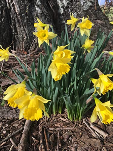 Dutch Master Daffodils (25 Bulbs) - Yellow Daffodil Narcissus Bulbs