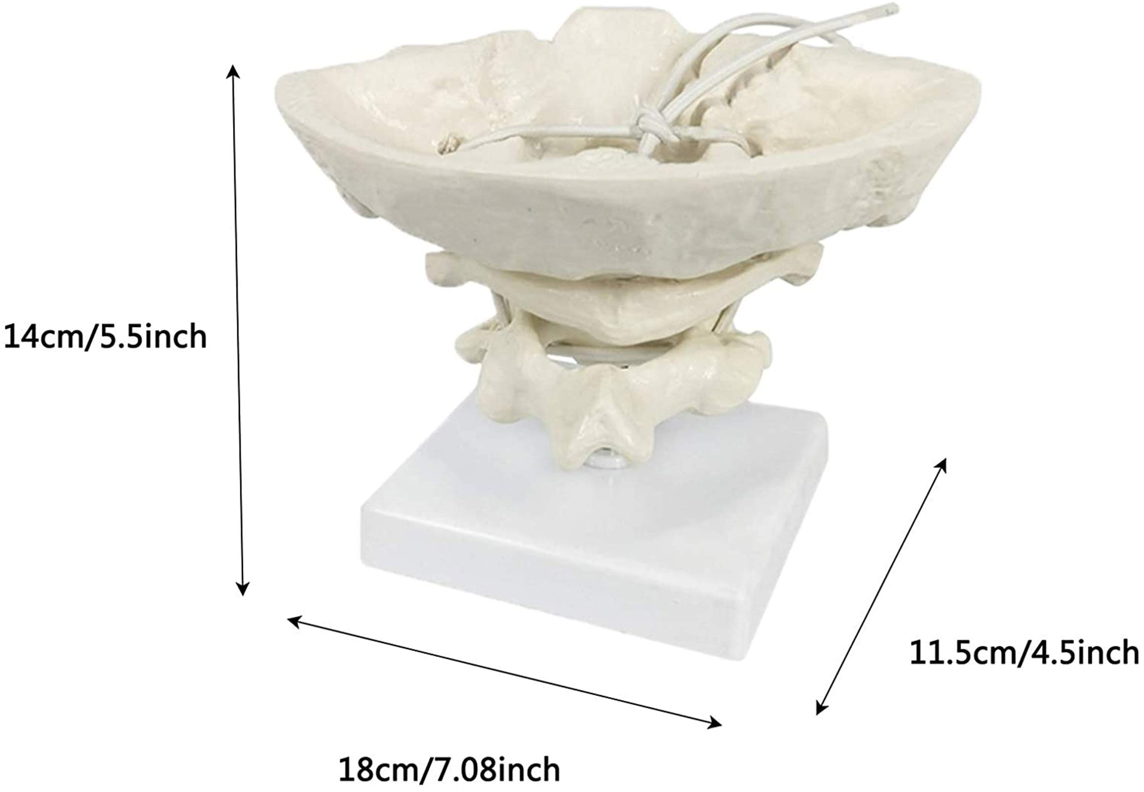 Vacoomcom Model Educational Model Occiput Model - Human Cervical Spine Model Occipital Bone Model PVC Material Atlas and Axis with Occipital Bone Model for Medical Teaching Training Aid (Color : A)