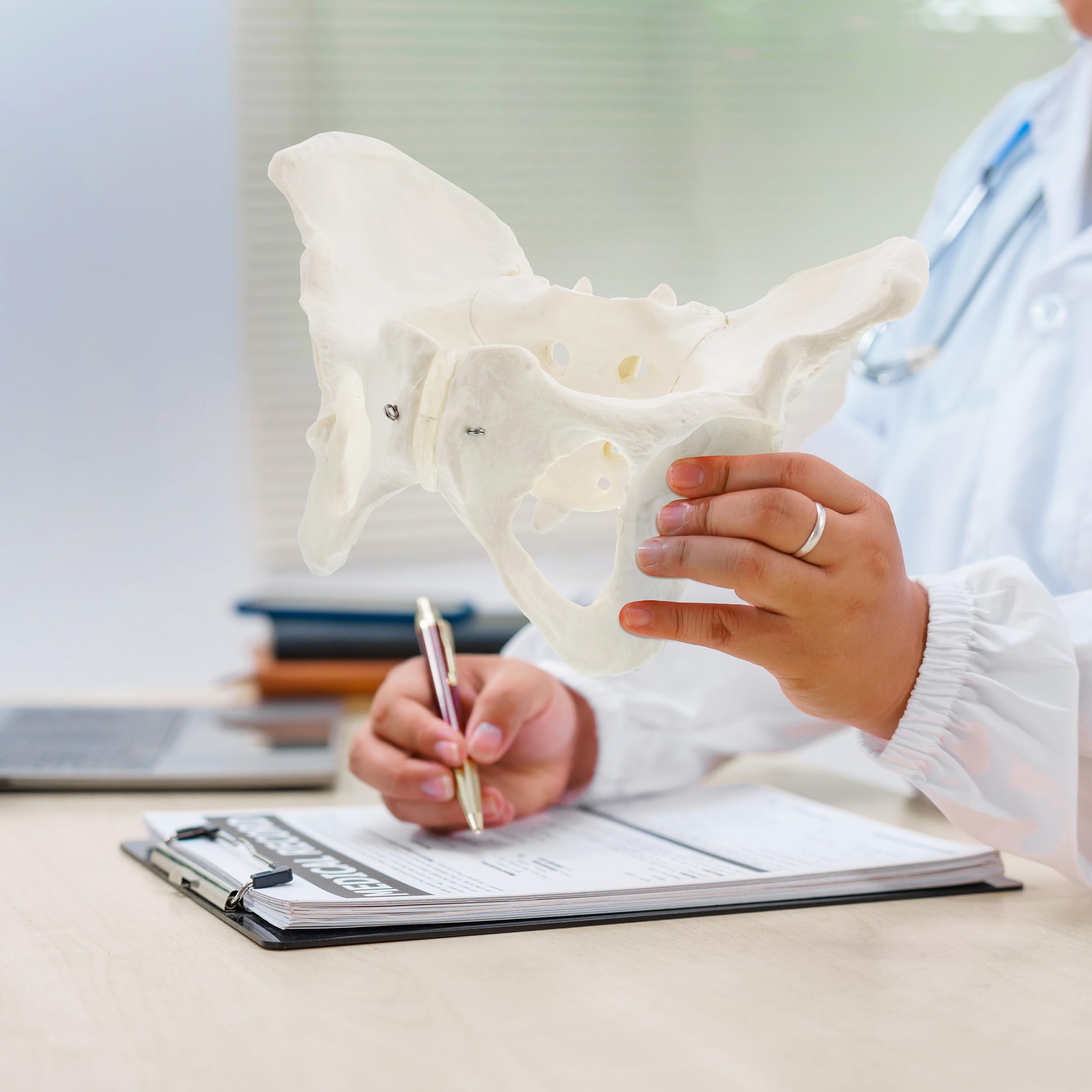 MonMed Life Size Female Pelvis Model, Hip Model β Female Anatomy Model, Hip Bone Pelvic Model Female Anatomical Model