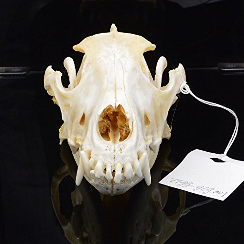 Hot Dog Skull Taxidermy Supplies Art Bone Vet Medicine 1:1
