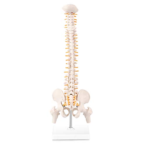 LYOU Miniature Spine Anatomy Model, 15.5" Mini Vertebral Column Model with Spinal Nerves, Pelvis, Femur, Mounted On a Base