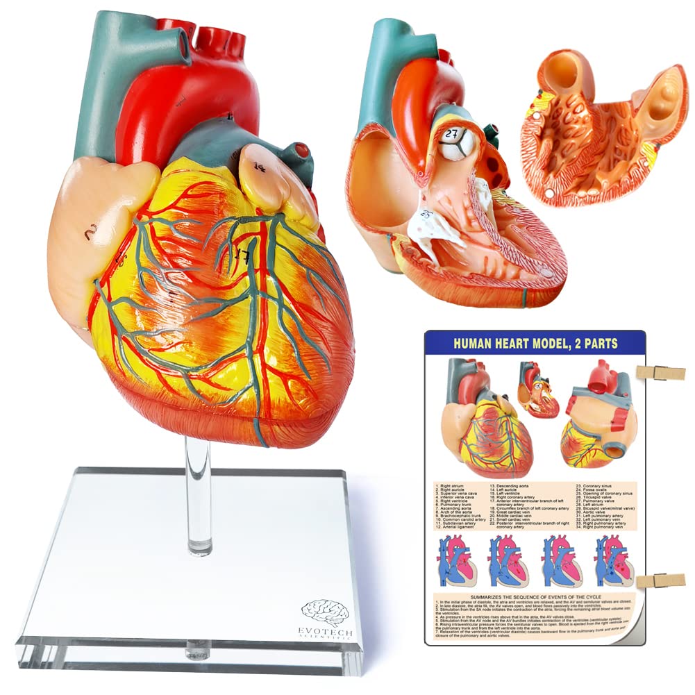 EVOTECH SCIENTIFIC Human Heart Model For Anatomy, 2 - Part Heart Models Anatomy Life Size Medical Heart Model for Classroom and Cardiology Study