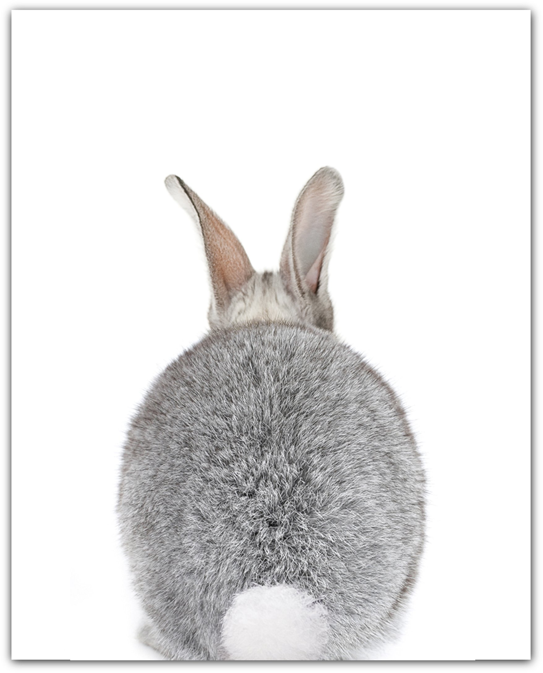 Designs by Maria Inc. Baby Nursery Wall Decor Art - Set of 2 (UNFRAMED) Wall Artwork 8x10 Baby Bunny Front and Back Photographic Print