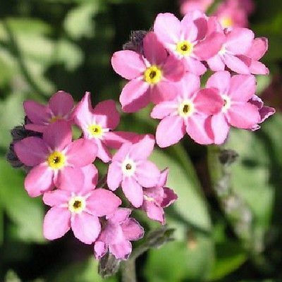 250 Bobo Victora Rose Forget Me Not semi di Fiore