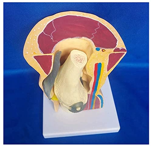 Anatomy Model Anatomical Human Knee Joint, Skin Bone Skeleton Model, Knee Joint Ligaments Skeleton Muscle Anatomy Model, Medical Educational Aid