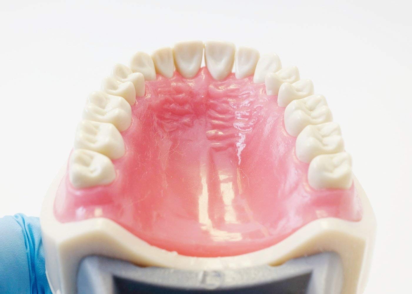 Dental Teaching Study Typodont Model 200 Style Kilgore Nissin Removable Teeth