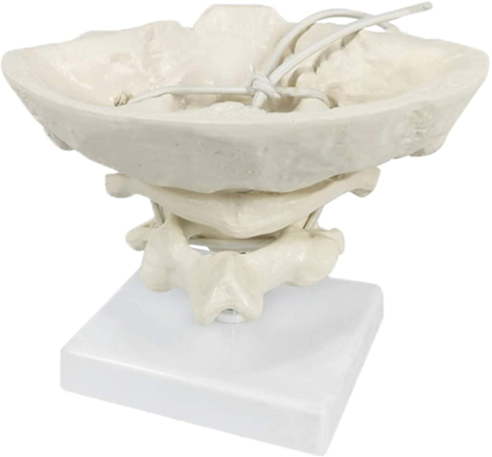 Vacoomcom Model Educational Model Occiput Model - Human Cervical Spine Model Occipital Bone Model PVC Material Atlas and Axis with Occipital Bone Model for Medical Teaching Training Aid (Color : A)