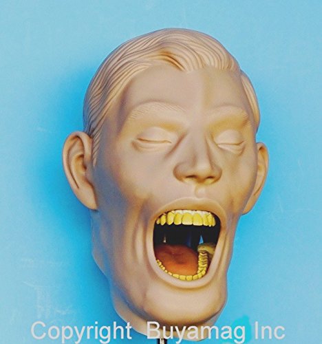 Dental X-Ray Simulator Manikin Training Model