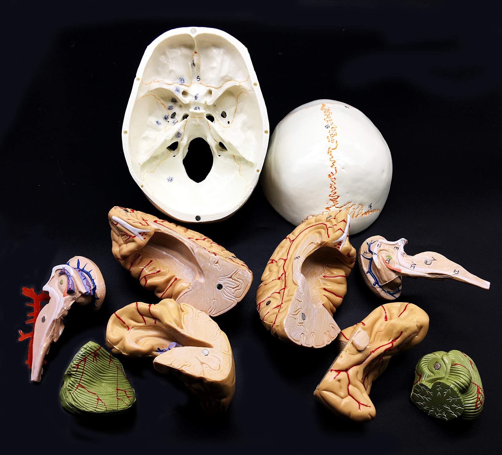 Human Skull with Brain Anatomical Model 8-Part Life-Size Anatomy for Science Classroom Study Display Teaching Medical Model
