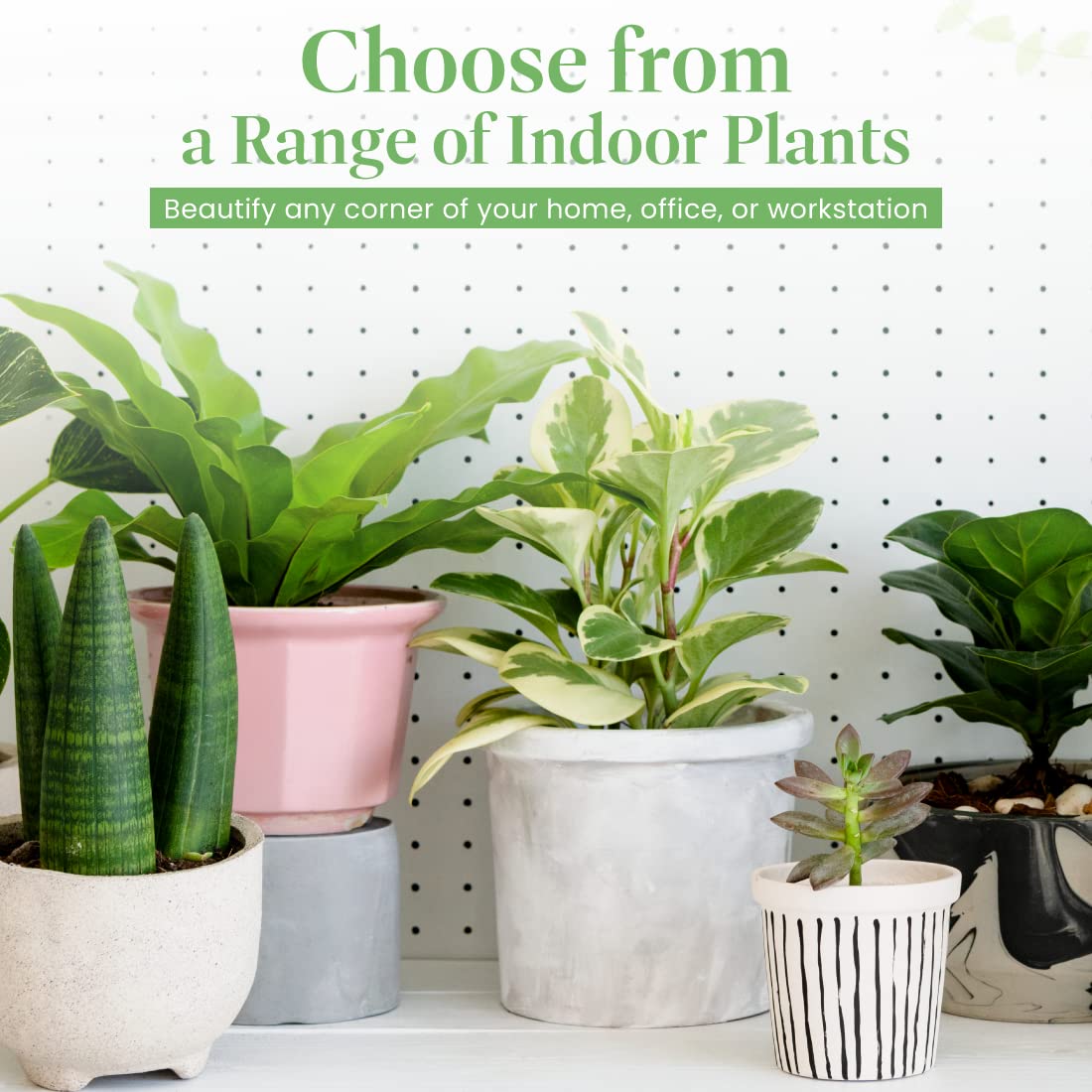 American Plant Exchange Live Monstera Deliciosa Plant with Edible Fruits, Split Leaf Philodendron Plant, Plant Pot for Home and Garden Decor, 10" Pot