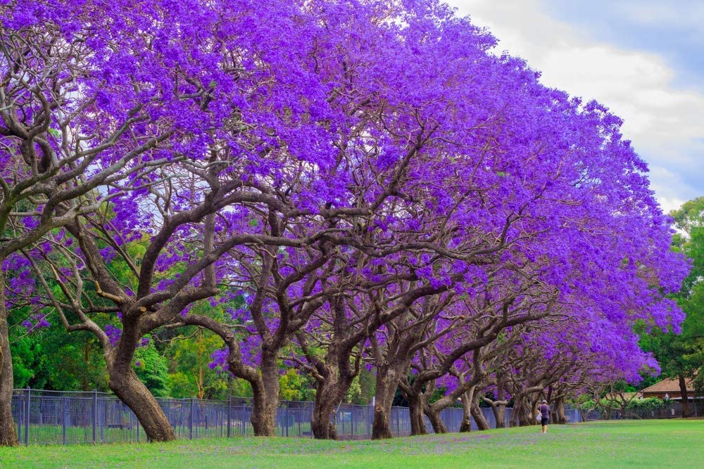 50 Blue Jacaranda Tree Seeds - Stunning Flowering Tree - Made in USA, Ships from Iowa
