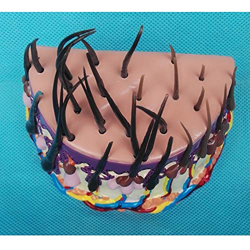 Anatomy Model Skeleton Model Human Skin Anatomical Enlargement Model Hair Follicle Skin Structure Medical Teaching Model