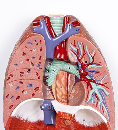 Jackson Global JS00091 Human Respiratory System | Life Size | Includes 7 Removable Parts