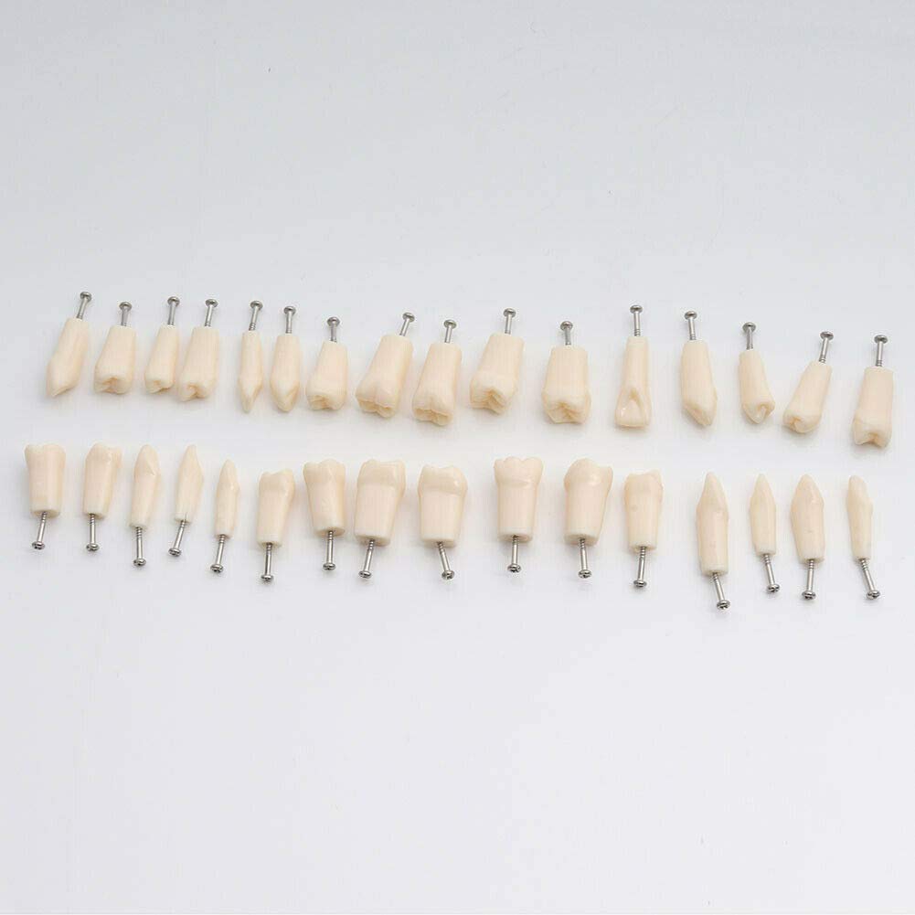 Dental Teaching Study Typodont Model 200 Style Kilgore Nissin Removable Teeth