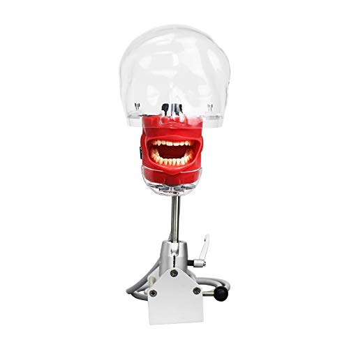 Teaching Head Model Plastic Educational Teeth Model Manikin Phantom Head Models Fix on Table