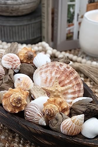 ANDALUCA Seashell Driftwood Home Fragrance Potpourri Vase & Bowl Filler Decor (Coral Beach)