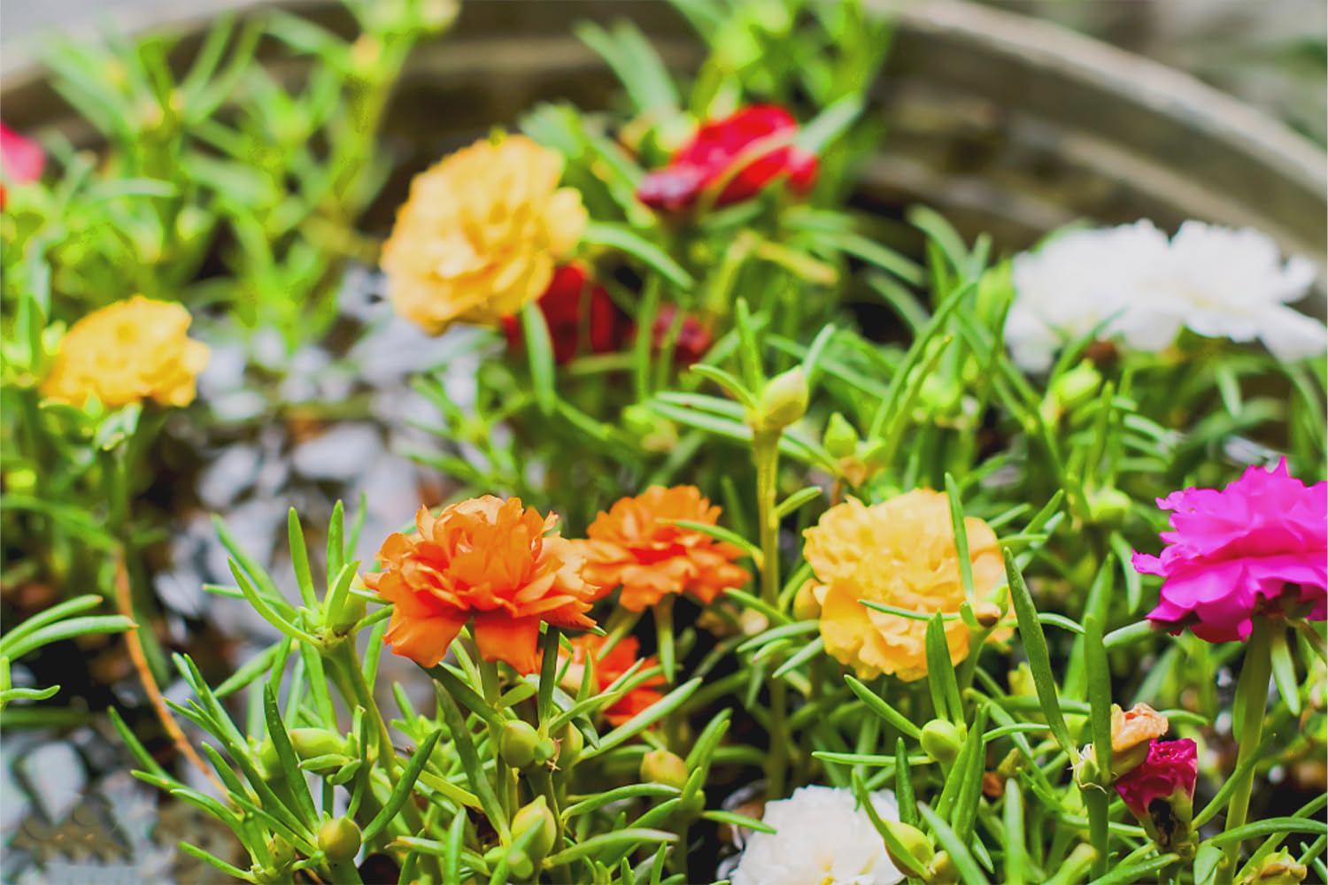 2000+ Moss Rose Seeds for Planting Outdoor Rare Purslane Seeds Succulent Ground Cover Plant Portulaca Oleracea Seeds