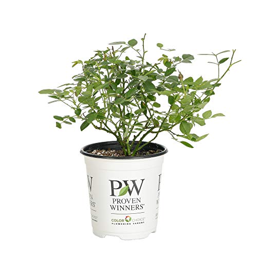4.5 in. Quart OSO Easy Urban Legend Rose (Rosa) Live Plant, Red Flowers