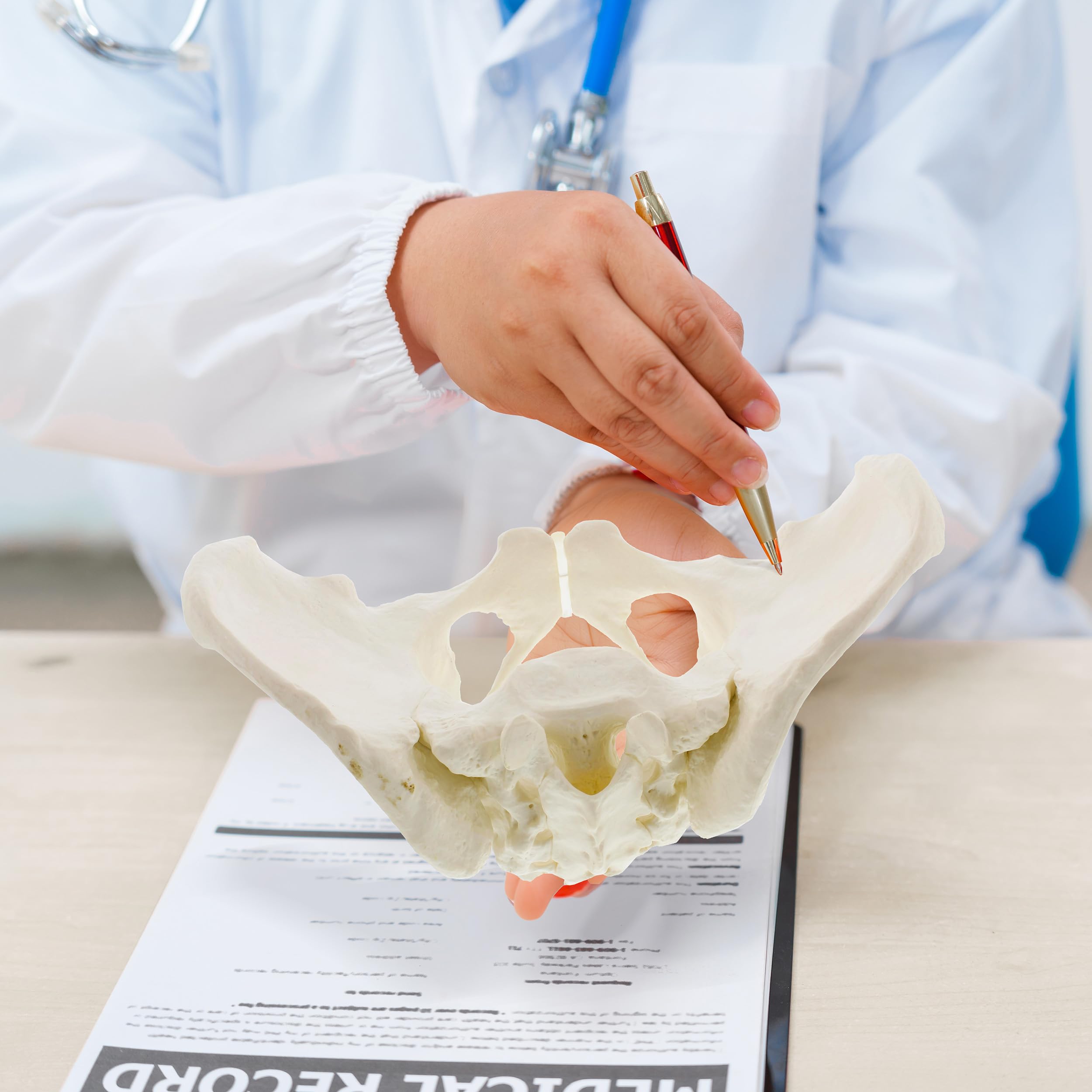 MonMed Life Size Female Pelvis Model, Hip Model β Female Anatomy Model, Hip Bone Pelvic Model Female Anatomical Model