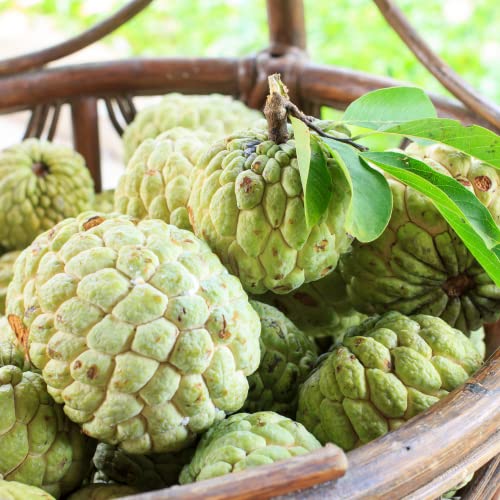 Annona Squamosa Sugar Apple Tree Live Plant Na Dai, Sugar Apple Fruit Tree 8 Inc Tall, Sugar Apple Plant for Planting