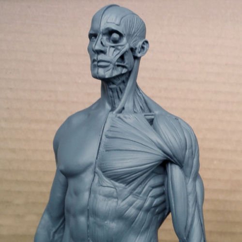 Doc.Royal 30cm Height Human Anatomical Anatomy Skull Head Body Model Muscle Bone