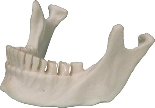 Life Size Model Human Skull Replica Natural Jaw Bone Mandible Life Size Business Name Card Holder