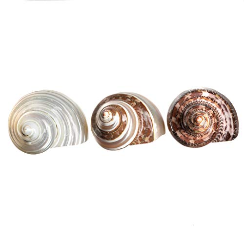 Hermit Crab Shells | Turbo Shells | 1 Brown, 1 Banded, and 1 White Pearlized Turbo Shells 1.75"-2" | Opening Size Approx. 1" | Hermit Crab House for Décor | Plus Free Nautical eBook by Joseph Rains