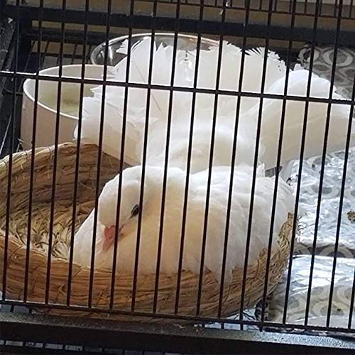 Orgrimmar 2PCS Handmade Woven Flat Base Straw Bird Nest Breeding Nest Hatch House Cage for Dove, Pigeon, Parrot, Rabbits, Hamster, Gerbil Guinea Pig, Chinchillas