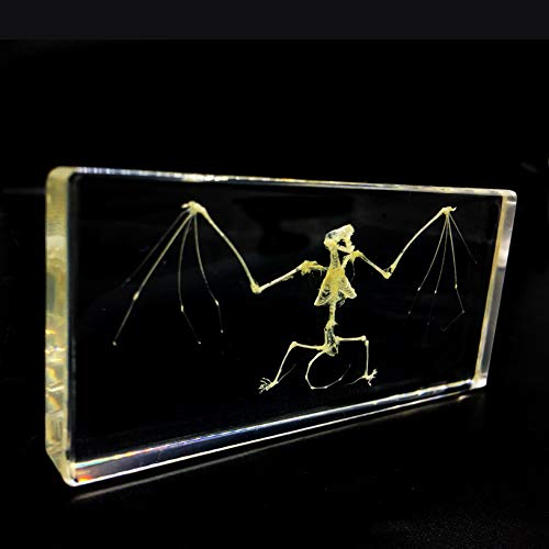 Real Bat Skeleton Specimen in Acrylic Block Paperweights Science Classroom Specimens for Science Education(5.5x2.5x1 Inch)