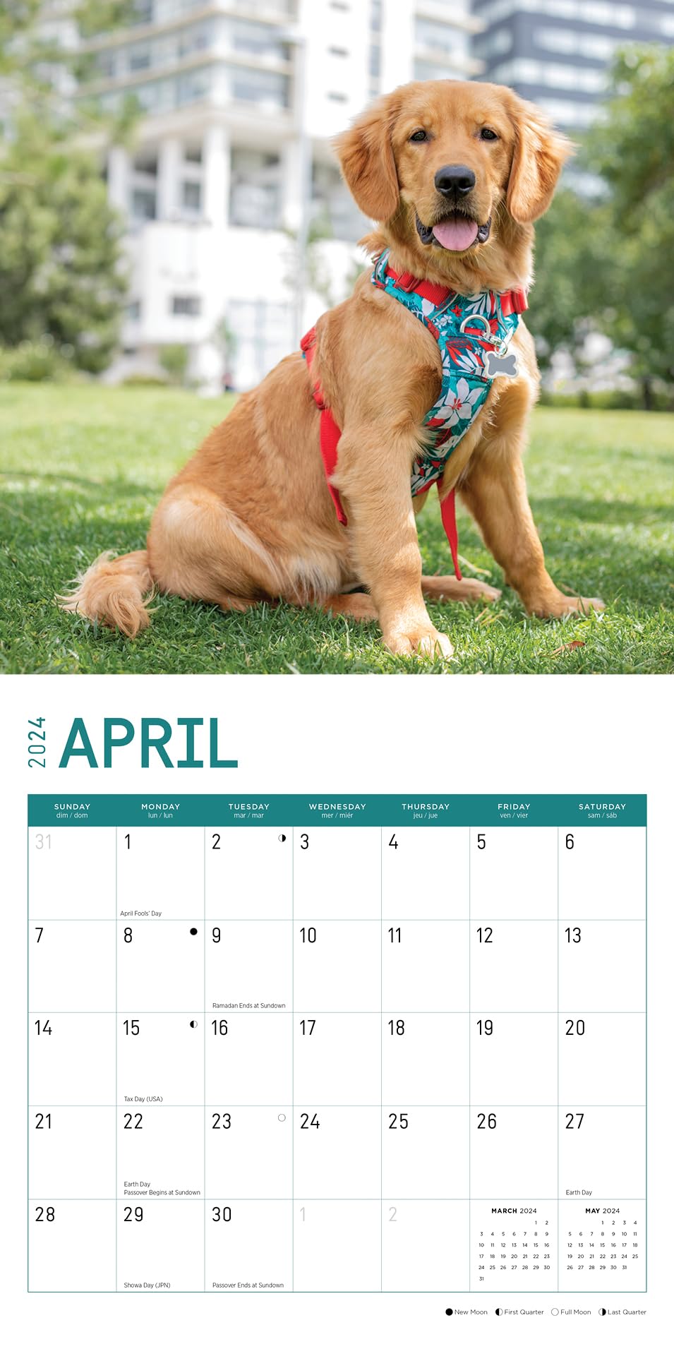 2024 Golden Retrievers Monthly Wall Calendar by Bright Day, 12 x 12 Inch Cute Dog Breed Gift