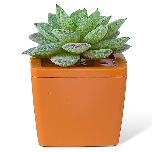 ZendoZones Fruit Fly Trap with Zendo Lure, Tranquil Tabitha with Plastic, terracotta Base, Refillable and Reusable, Long-Lasting