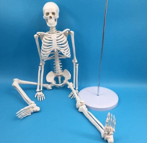 Alikeke Anatomy Lab Human Skeleton Model, 8" Mini Skeleton Replica Mounted to Base for Display, with Removable Skull Cap, Movable Arms and Legs, and Details of Human Bones