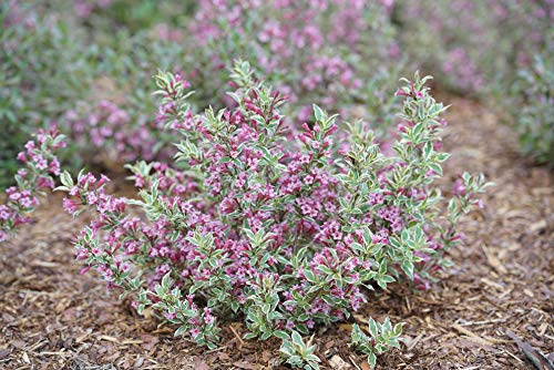 4.5 in. Quart My Monet Purple Effect (Weigela) Live Plant, Purple Flowers