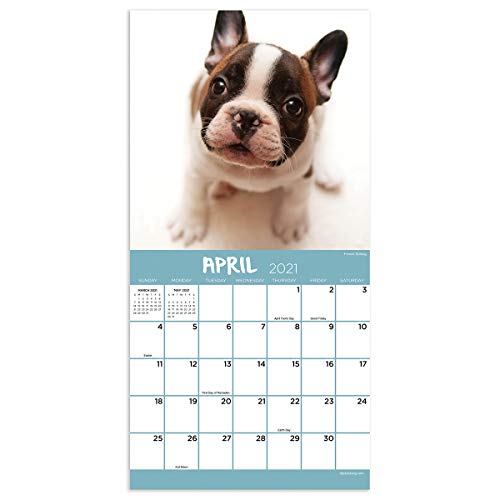 TF PUBLISHING 2021 Puppies Mini Wall Calendar - Animal Photographs with Contacts and Notes Space - Home or Office Planning and Organization in Compact Spaces - Premium Gloss Paper 7"x7"
