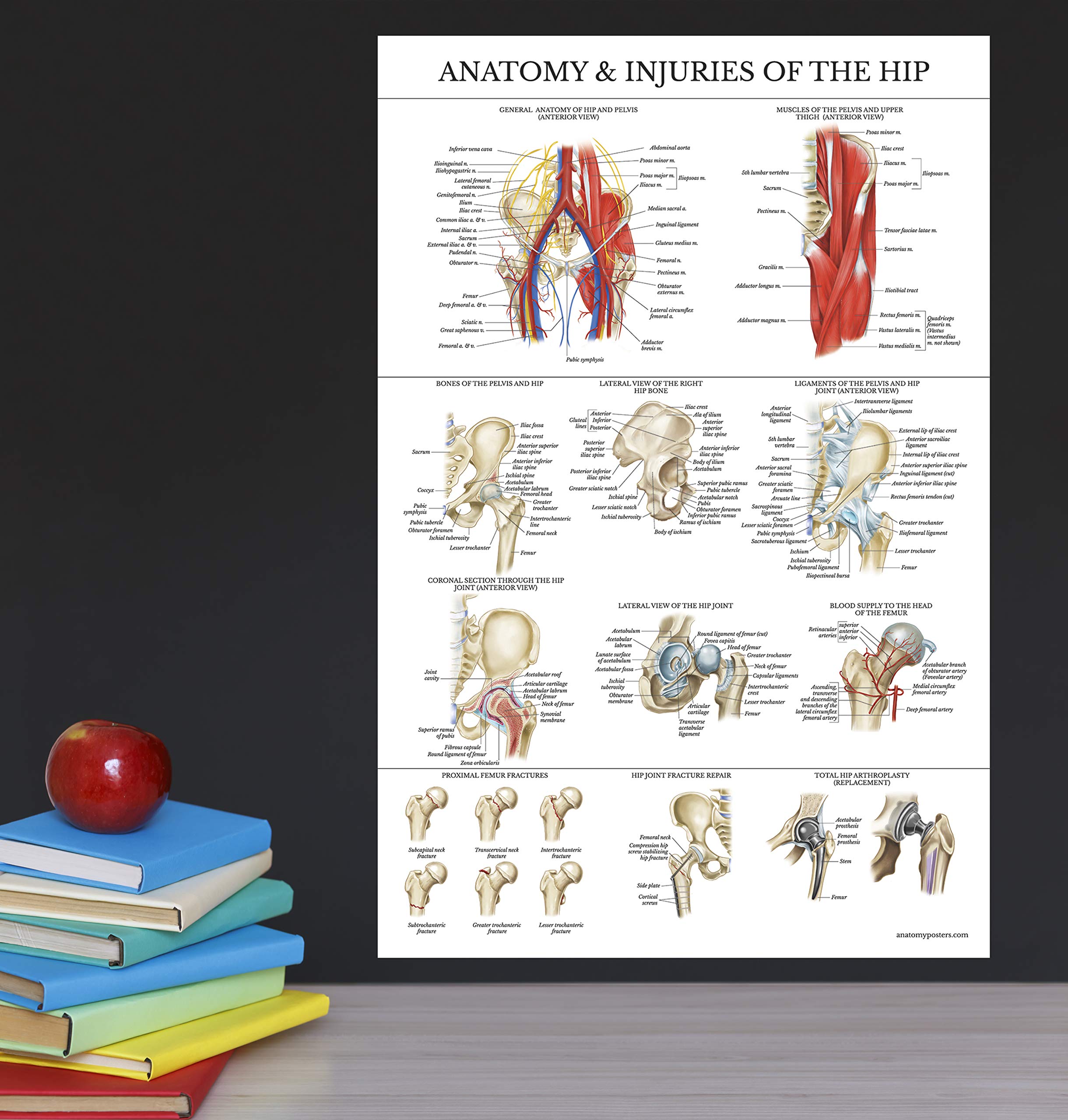 Palace Learning 2 Pack - Anatomy and Injuries of The Knee & Hip Poster Set - Anatomical Chart Set - Laminated 18" x 24"