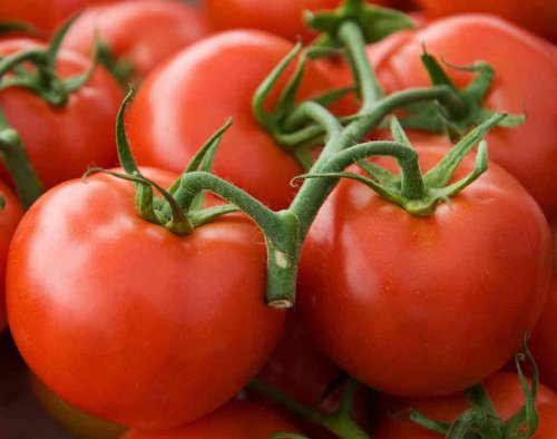 Arkansas Traveler Heirloom Tomato Seeds- 50+ Seeds