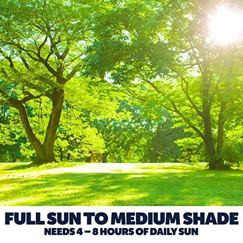 Pennington Lawn Booster Sun & Shade Mix Grass Seed & Fertilizer 9.6 lb