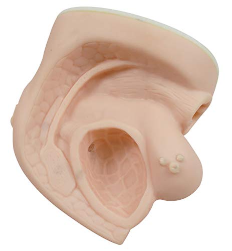 INTBUYING Education Model Male and Female Anatomy Teach Set Model Internal and External Genital Anatomy Model and Urinary Mold