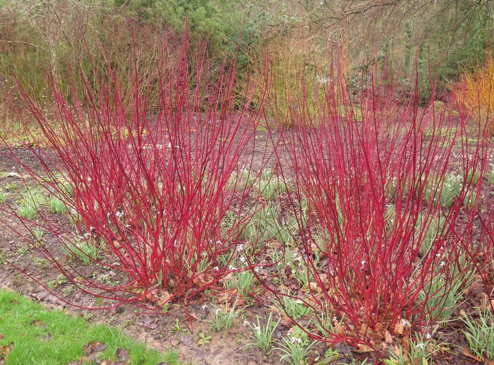 8 Red Dogwood Cuttings to Plant - No Roots, Easy to Grow