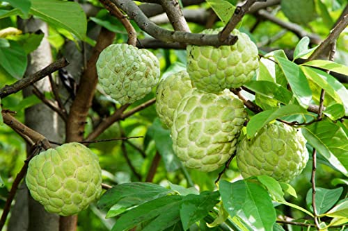 Annona Squamosa Sugar Apple Tree Live Plant Live Sugar Apple Fruits Plant 20 Inc Height for Planting
