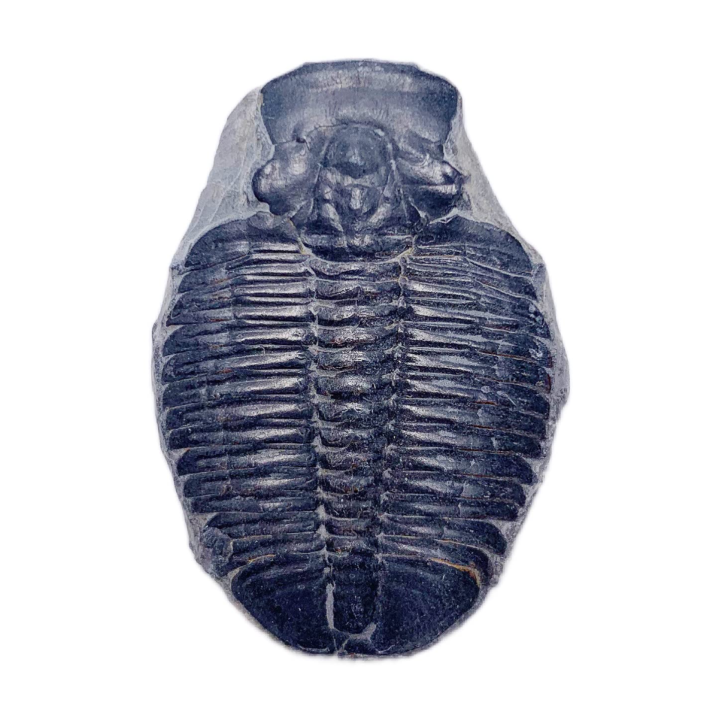 Elrathia Kingi Trilobite Fossil Specimen - Natural - Found in USA!
