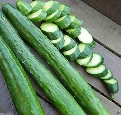 Japanese Long Burpless Cucumber Seeds - Sooyow Nishiki Green Non-GMO (25 - Seeds)