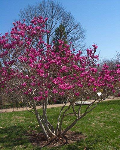 9GreenBox Ann Star Magnolia Tree - Outdoors or Bonsai