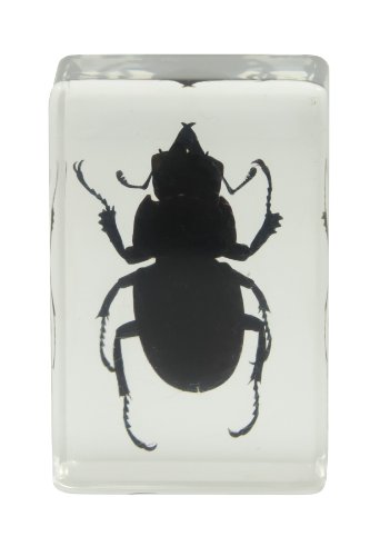Celestron 44407 3D Bug Specimen Kit #1 (Black, Brown, Yellow)