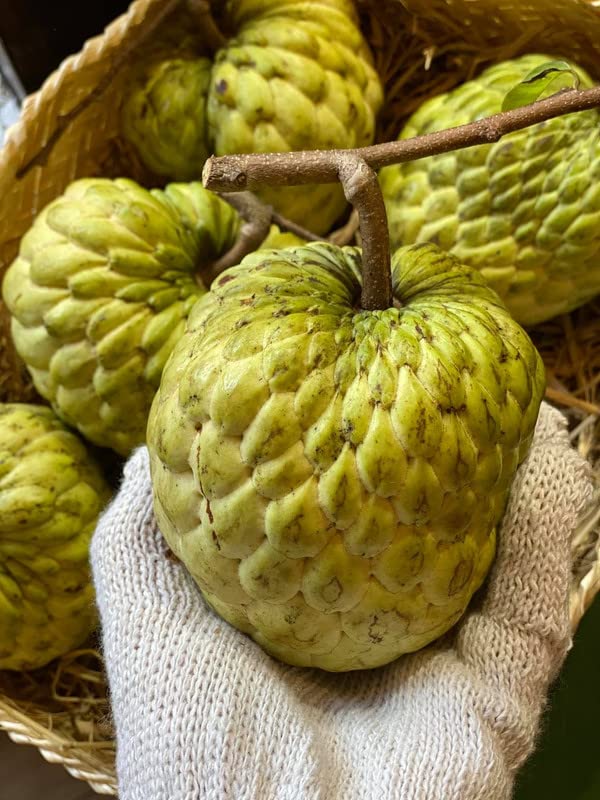 Annona Squamosa Sugar Apple Tree Live Plant - Sweetsop Asian Fruit 9-14" Tall